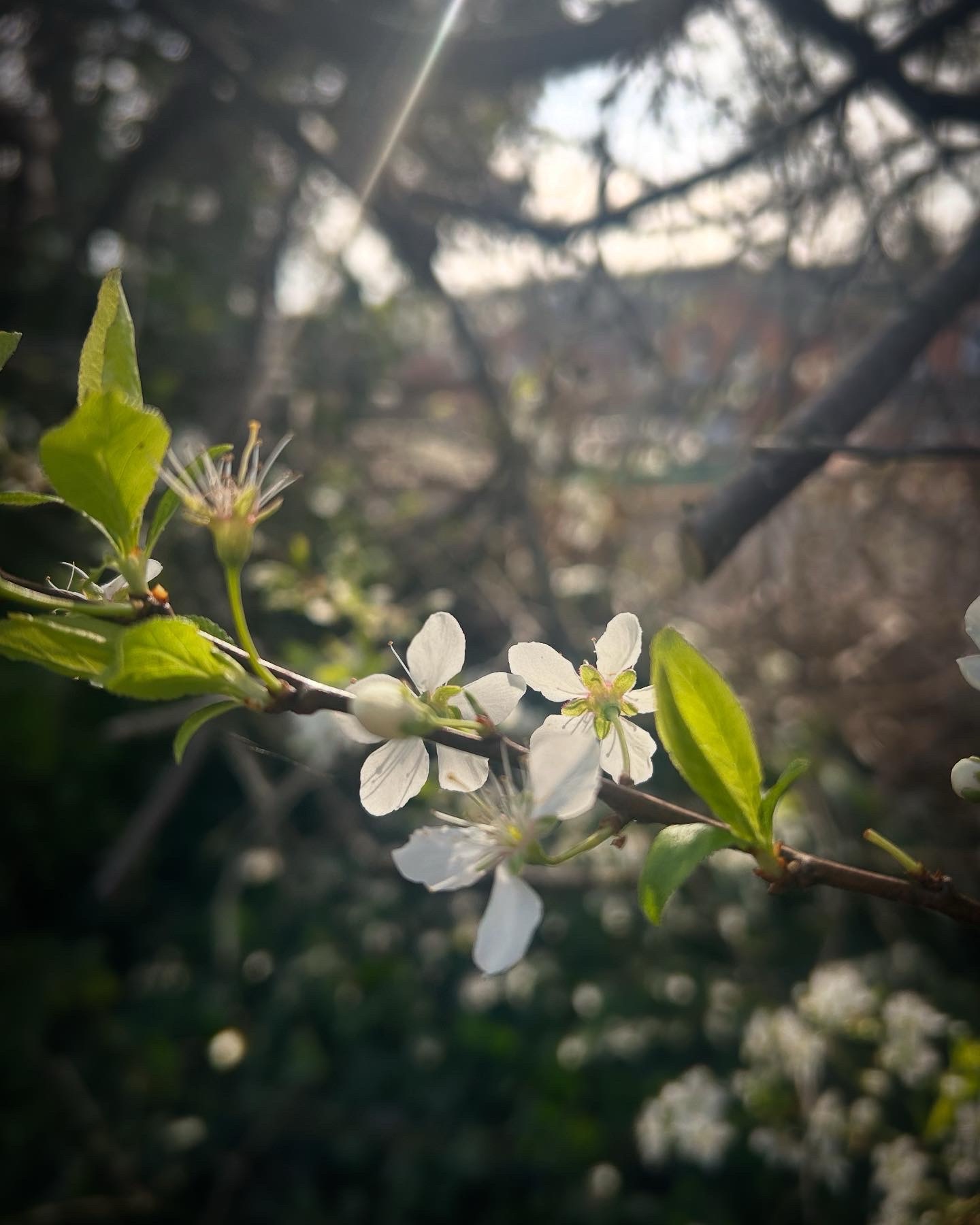 The Spring Equinox – Balance and Renewal – Nature-focused, Shamanic ...